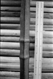 Kaumaile Photos and Images